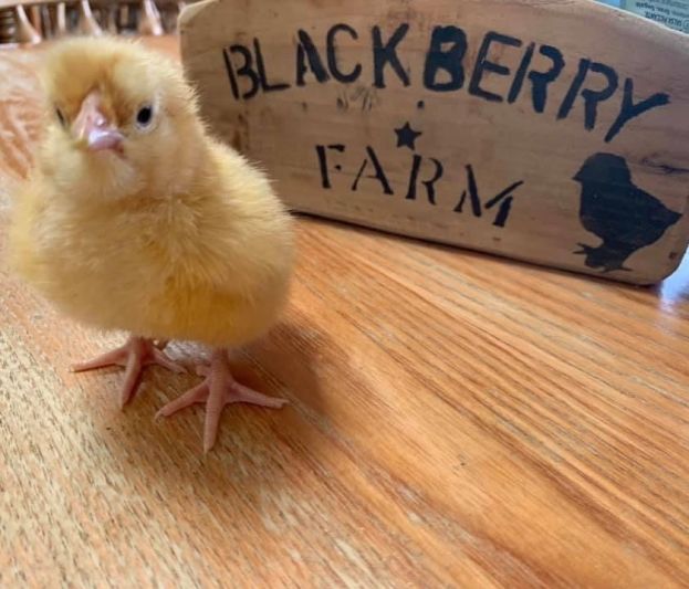 Blackberry Farm Shop & Café