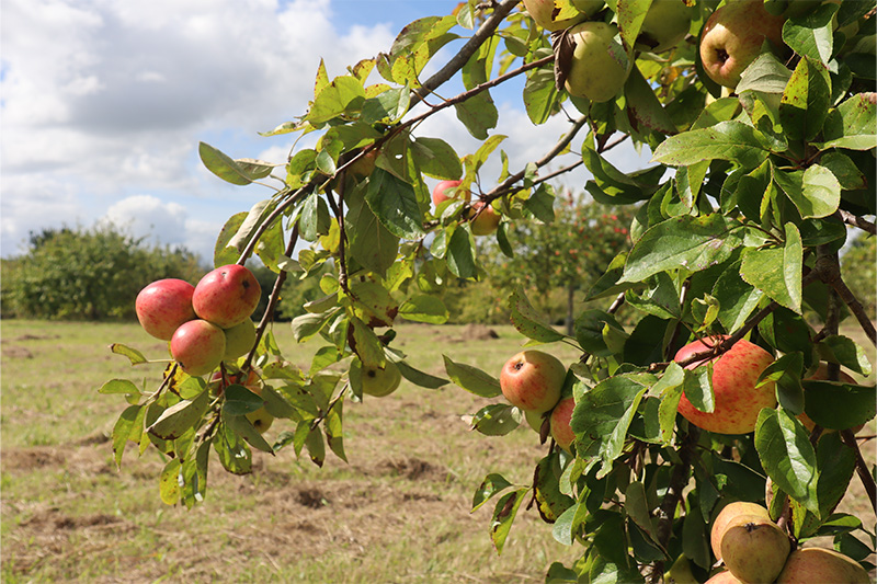 Cotehele apple weekender kicks off National Trust apple events in and ...