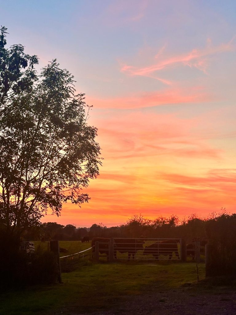 Primrose Organic Farm Shop & Cafe, Dorset